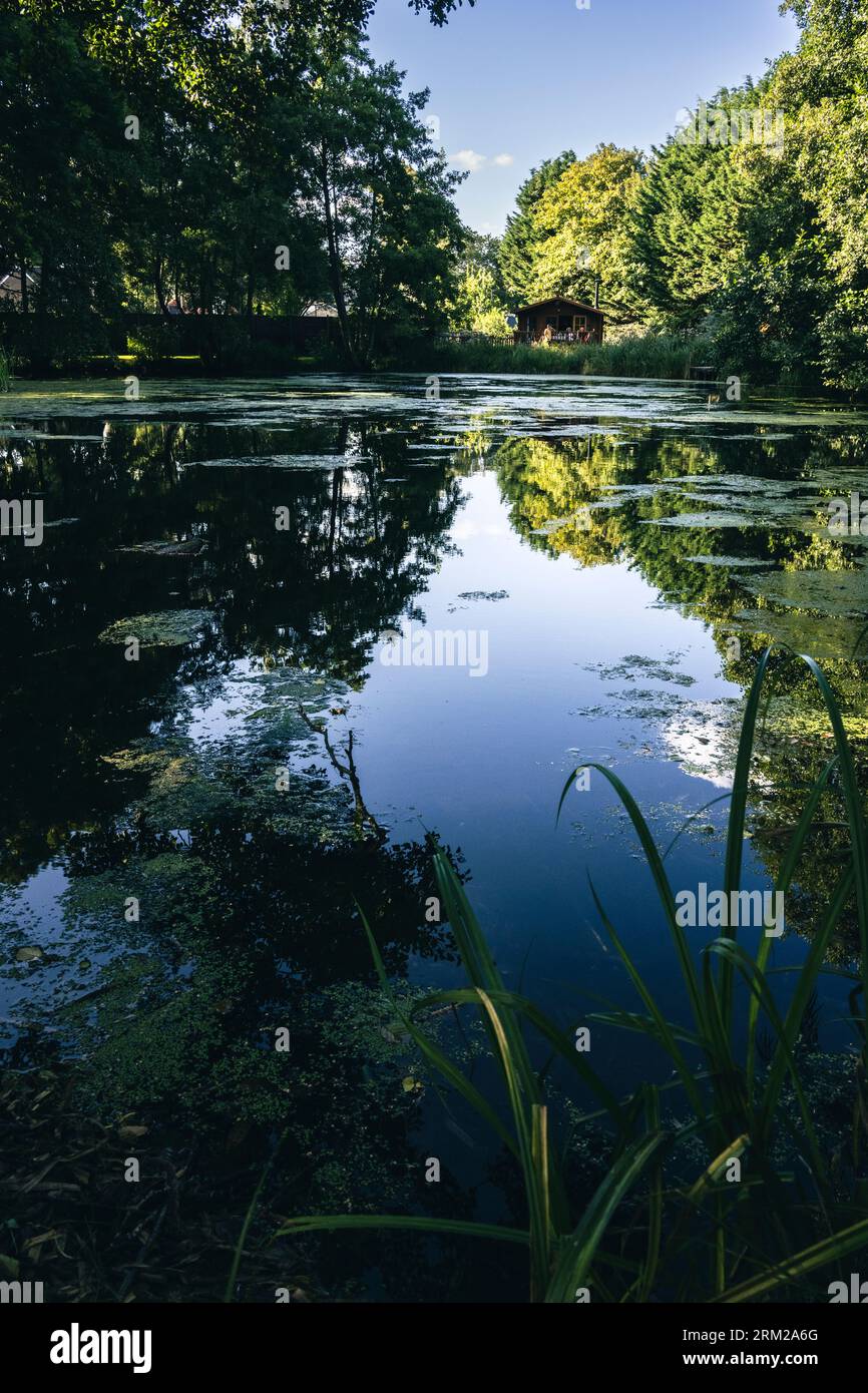 Reflections in a small lake in a residential garden in Thetford in ...