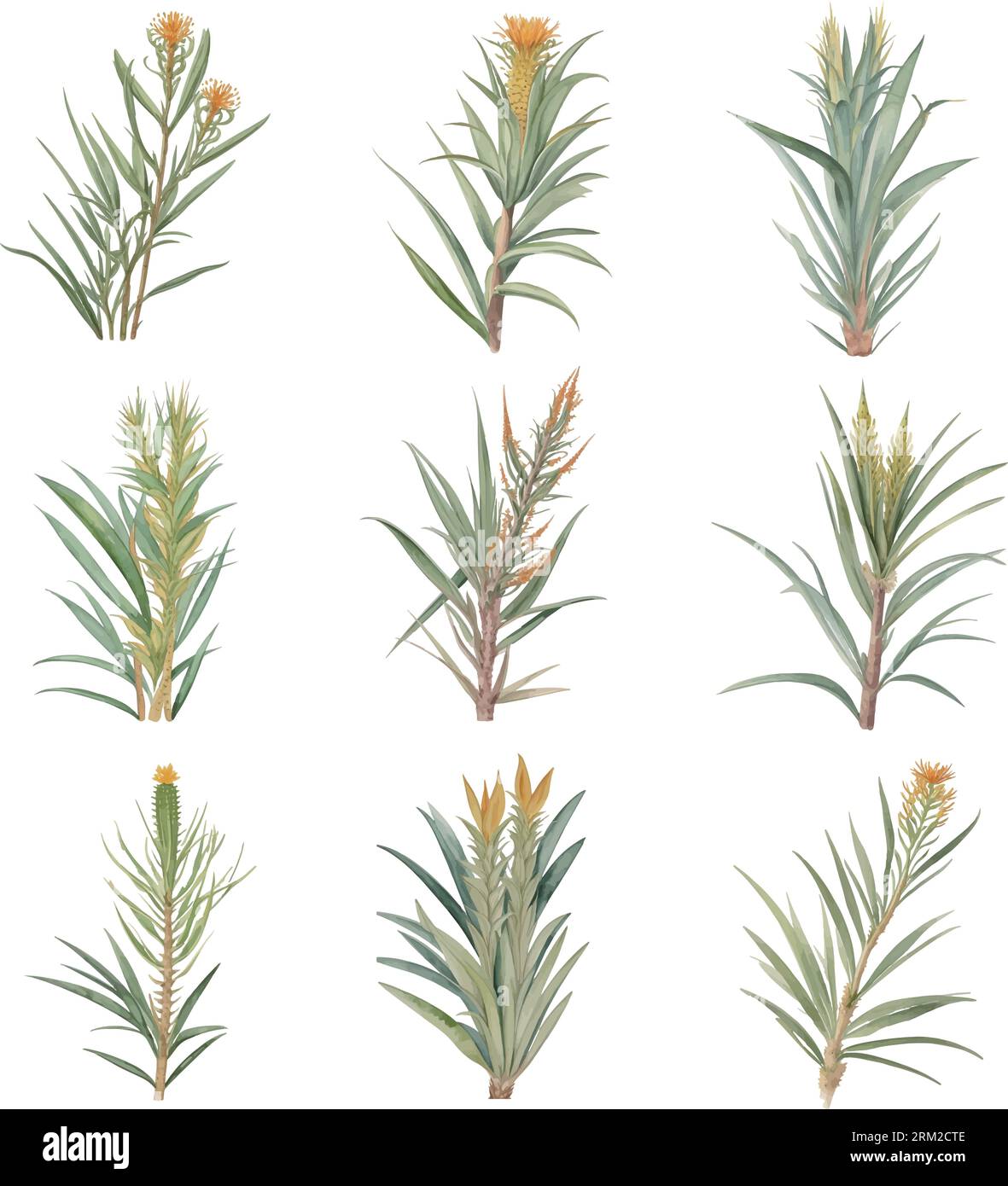 Chamaedorea elegans.Set of hand drawn watercolor flowers isolated on ...