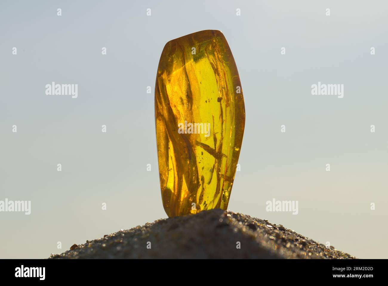 A natural, polished Baltic ambers on a sandy beach in the rays of the ...