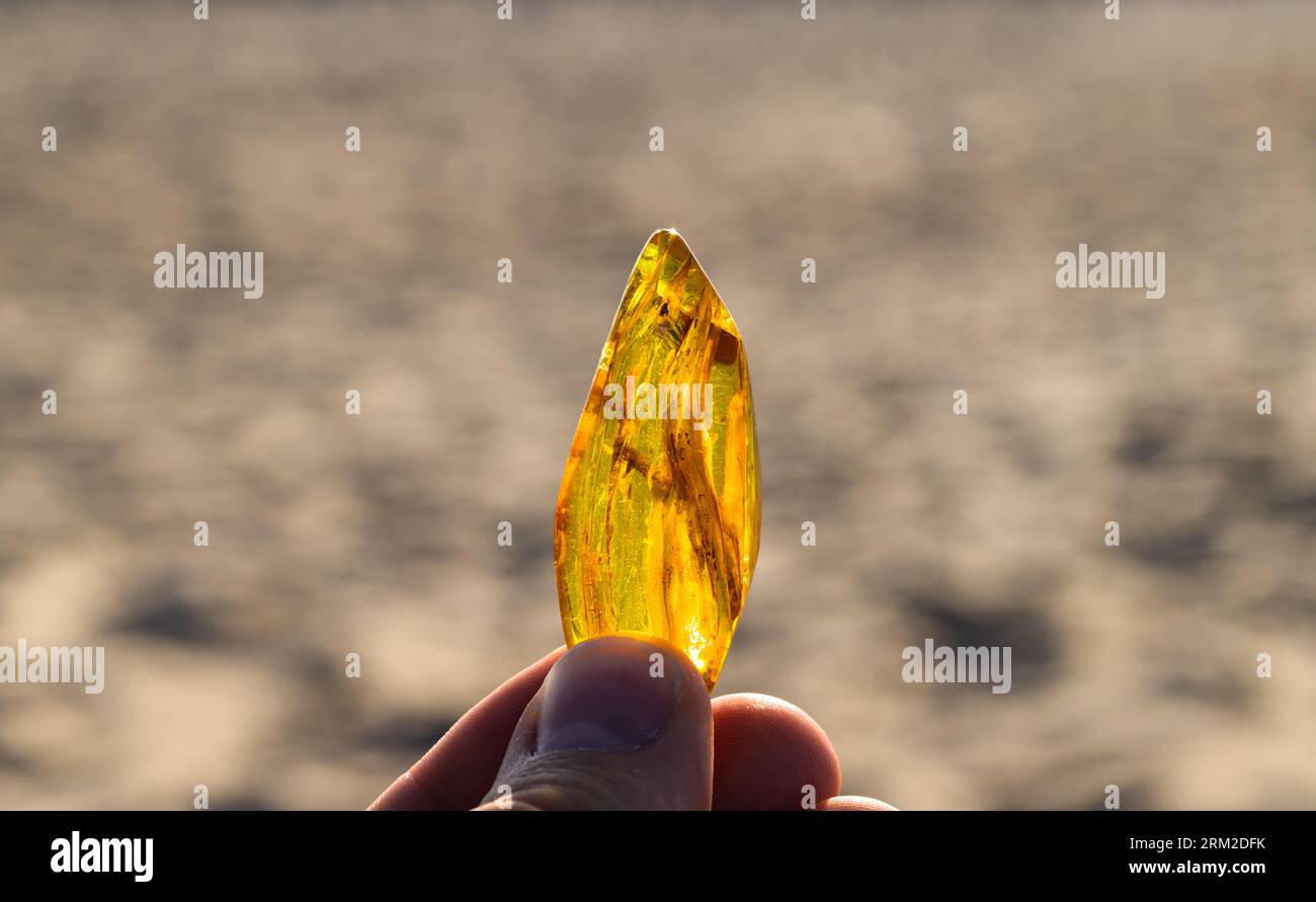 A large piece of polished Baltic amber held in a male hand. Beach in ...