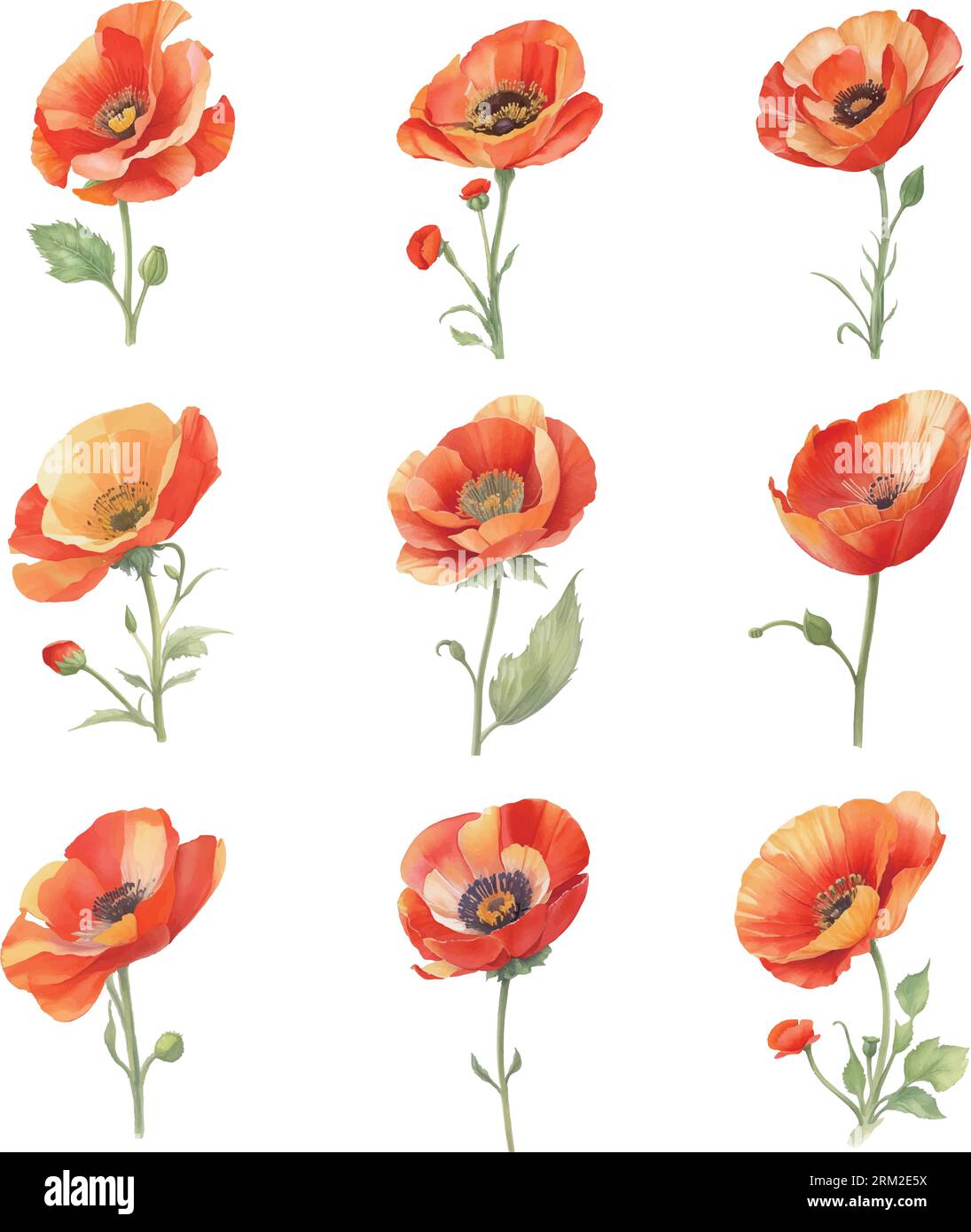 Watercolor poppies set. Hand drawn illustration isolated on white ...