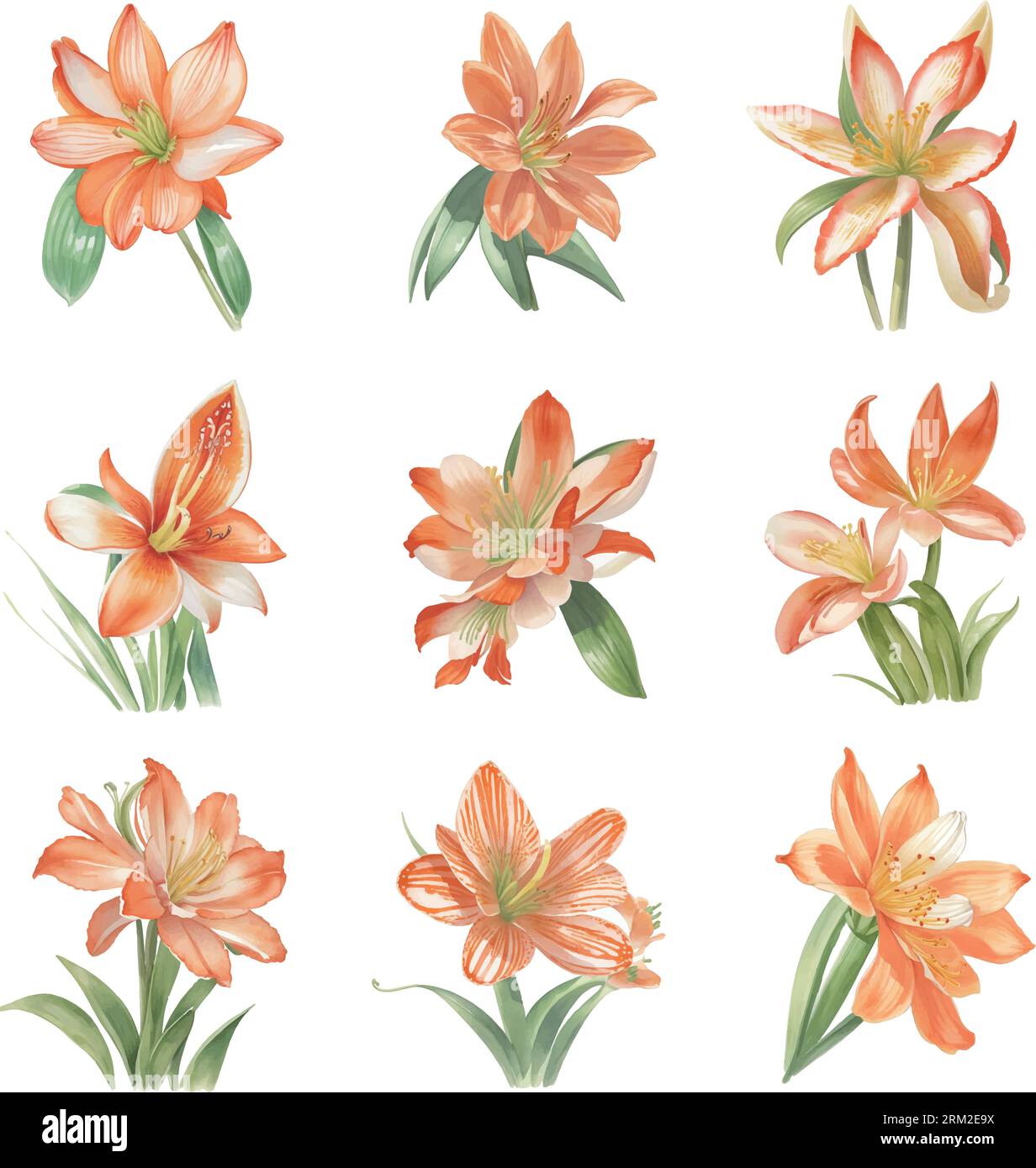 Clivia green flowers Stock Vector Images - Alamy