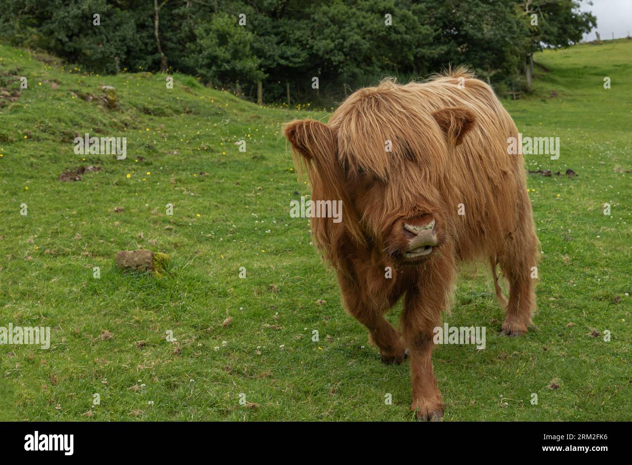 Highland Cow with cross shaped nose and grass around her mouth that she ...