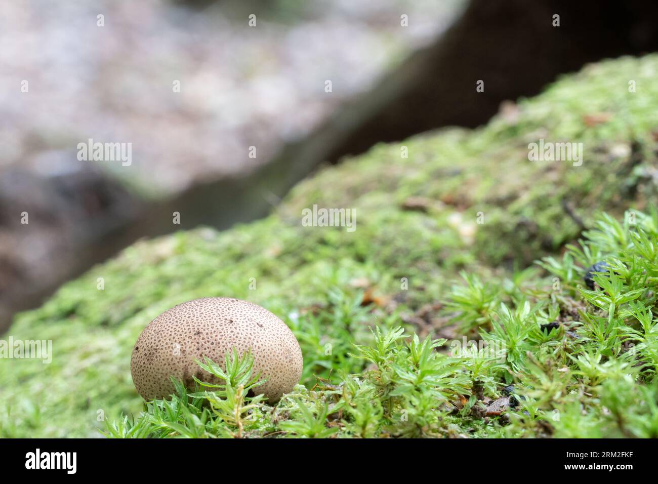 Puffball fungi on Southampton Common Stock Photo - Alamy