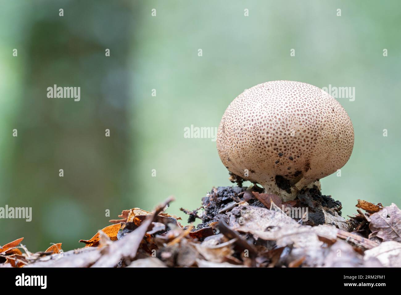 Puffball fungi on Southampton Common Stock Photo - Alamy