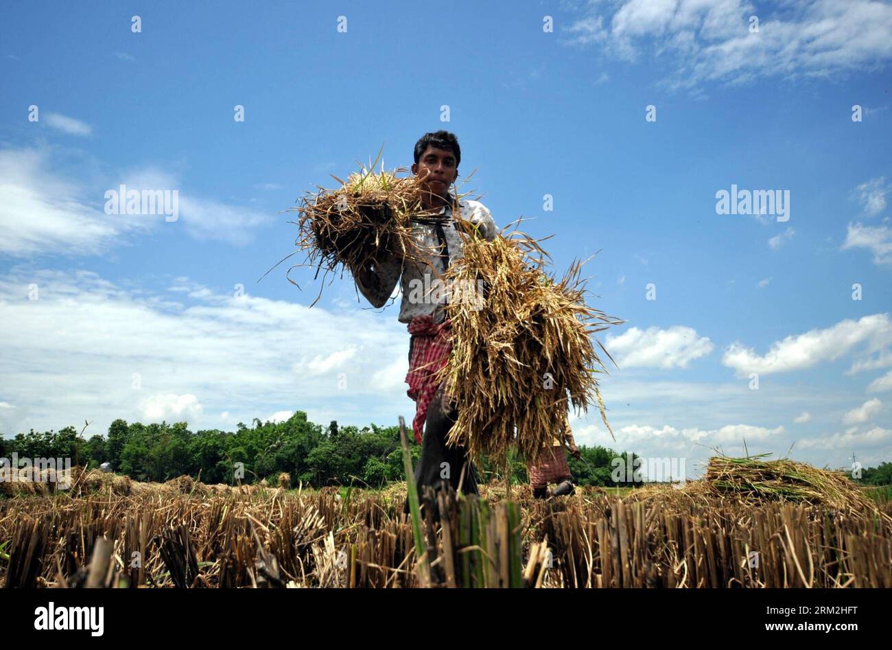 Indian farmer with crops hi-res stock photography and images - Alamy
