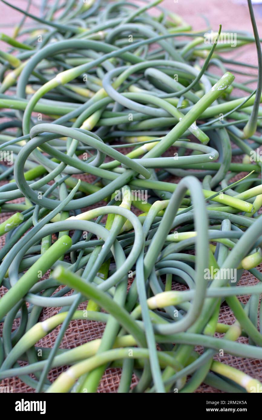 In the pile are young harvested garlic arrows Stock Photo - Alamy