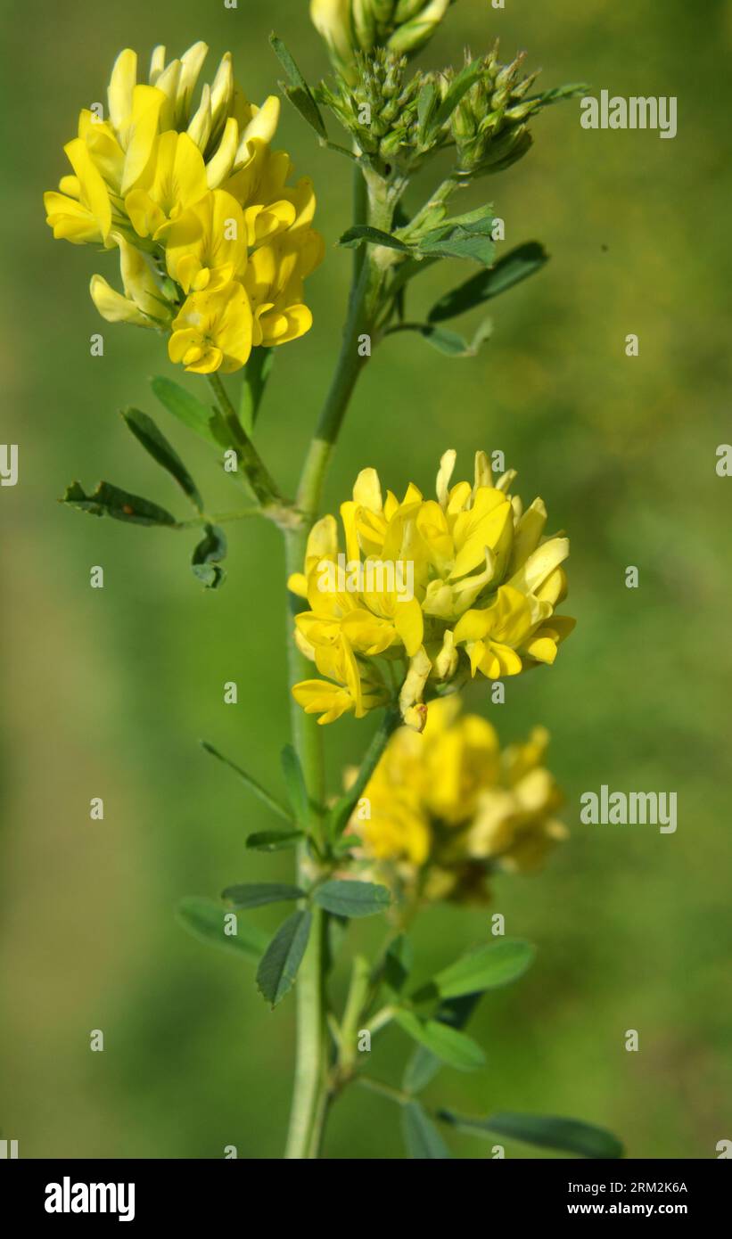 Alfalfa sickle (Medicago falcata) blooms in nature Stock Photo - Alamy