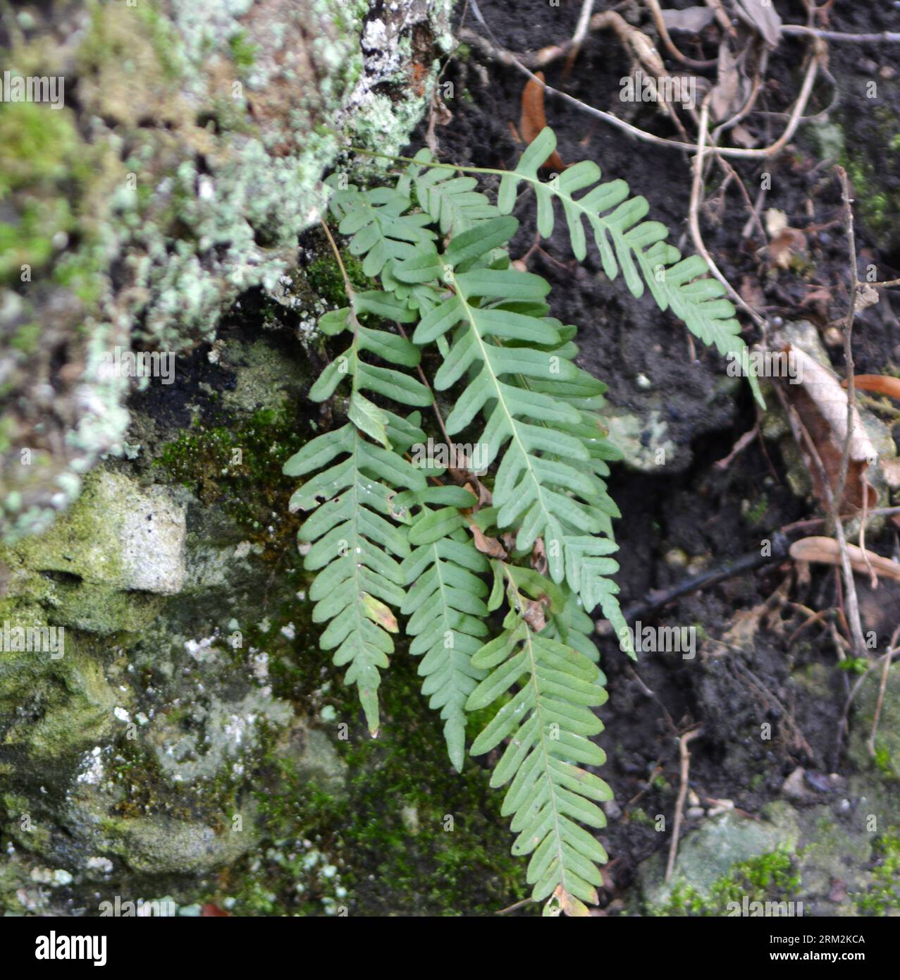 Fern Polypodium vulgare grows in the wild on a rock in the woods Stock ...