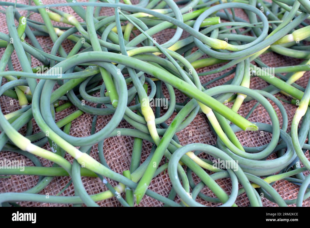 In the pile are young harvested garlic arrows Stock Photo - Alamy
