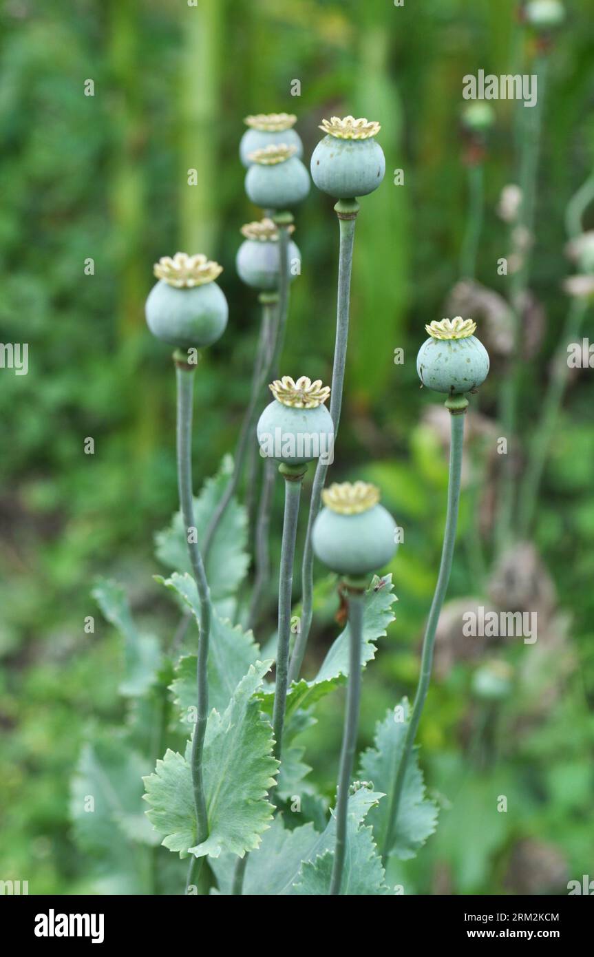 Poppy crop seed heads poppies hi-res stock photography and images - Alamy