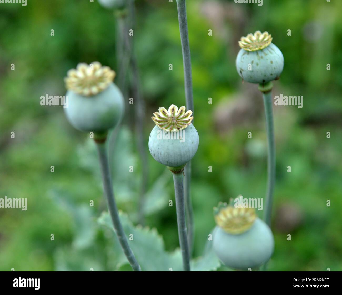 Poppy flower grows close up hi-res stock photography and images - Alamy