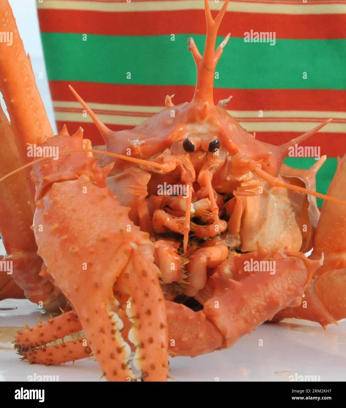 Deep sea spider crab hi-res stock photography and images - Alamy