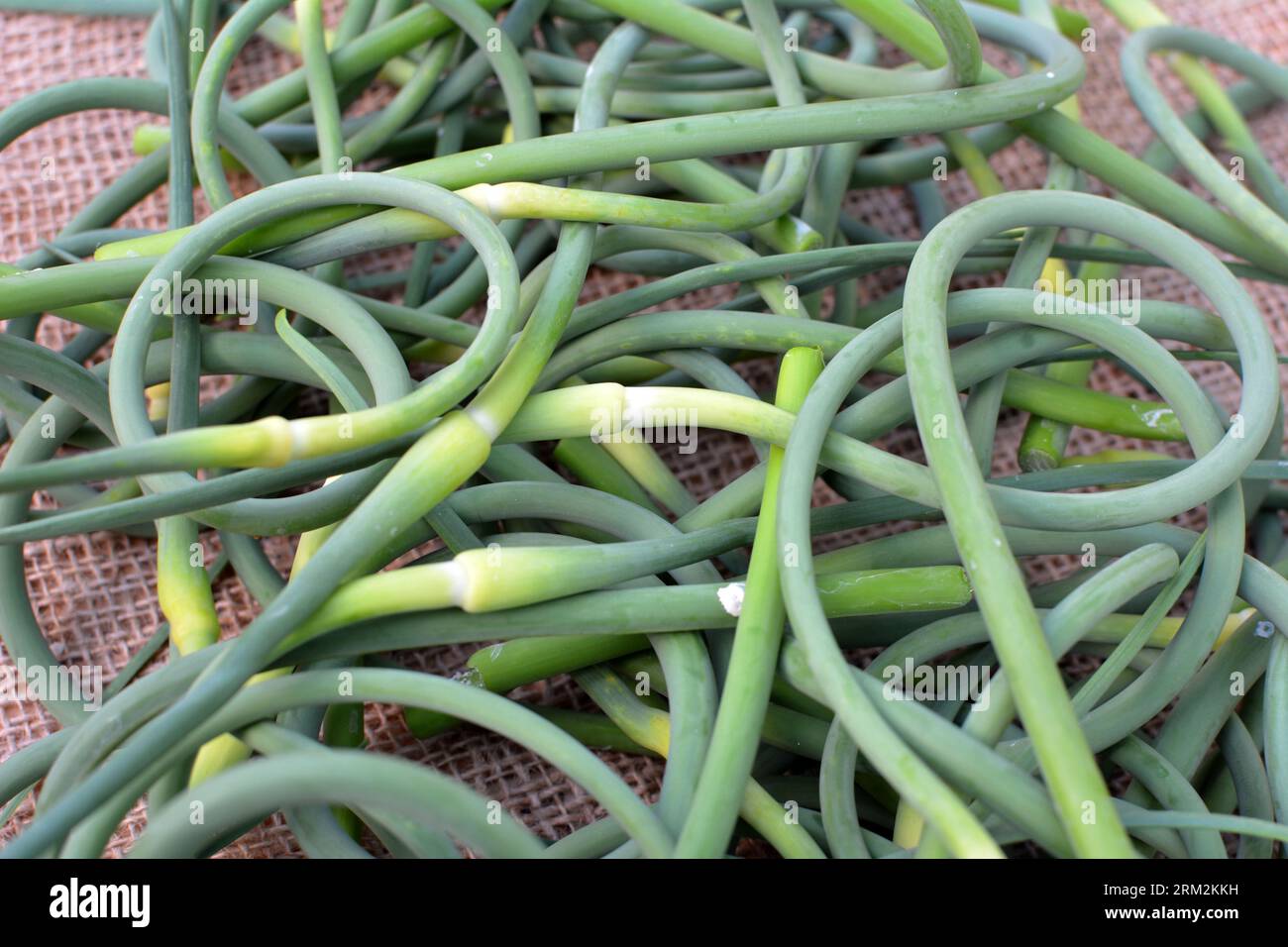 In the pile are young harvested garlic arrows Stock Photo - Alamy