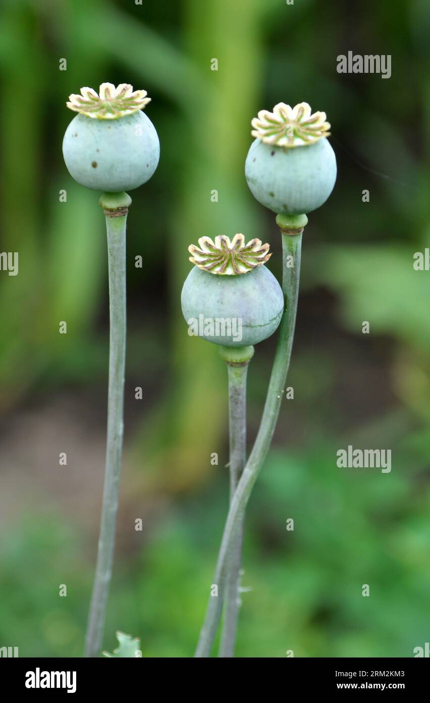 Poppy flower grows close up hi-res stock photography and images - Alamy