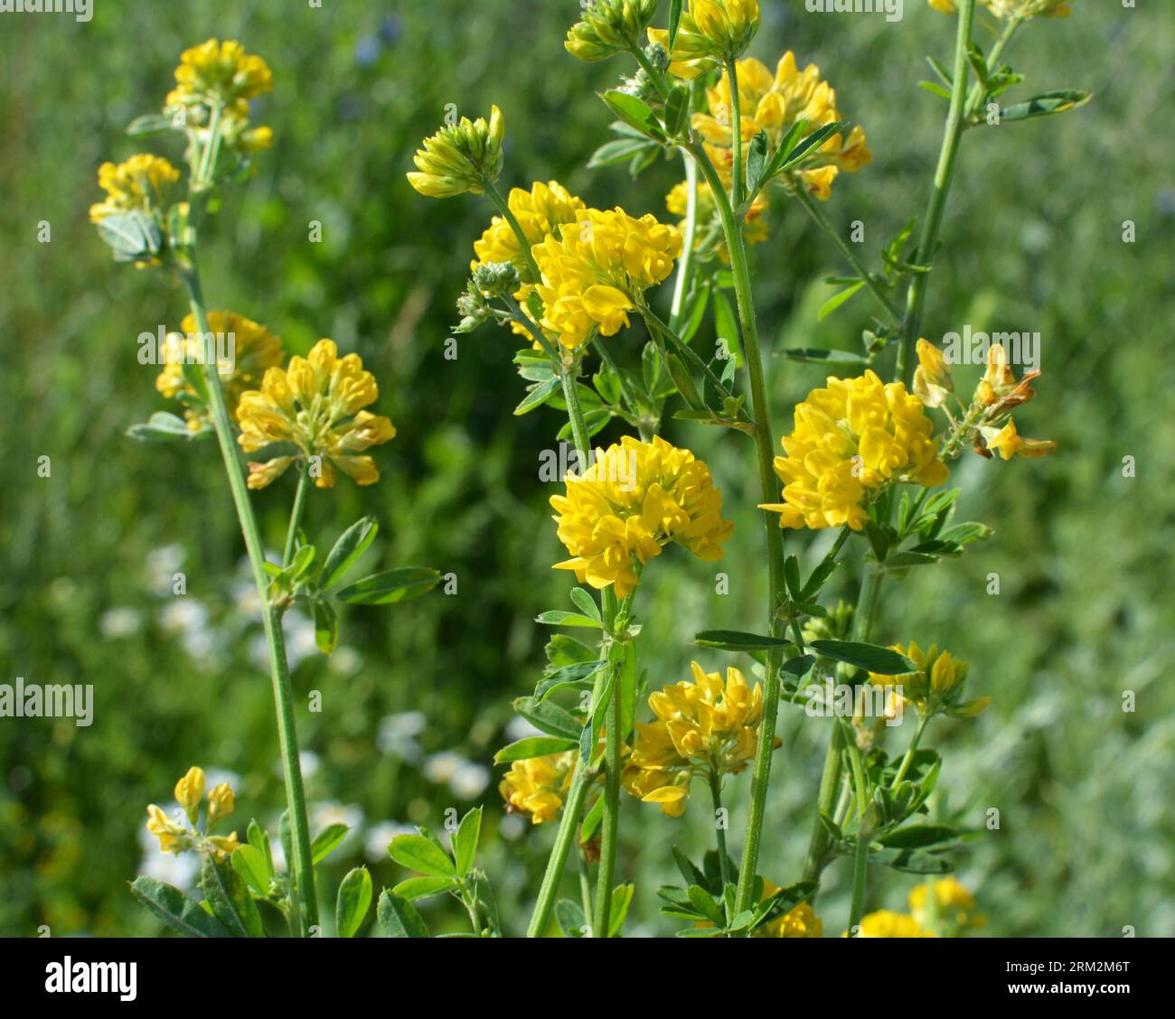 Alfalfa sickle (Medicago falcata) blooms in nature Stock Photo - Alamy
