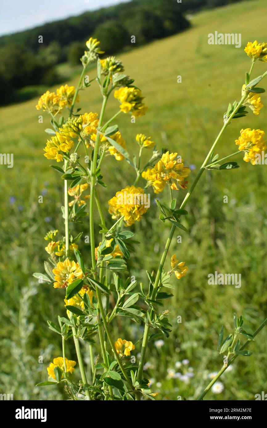 Alfalfa sickle (Medicago falcata) blooms in nature Stock Photo - Alamy