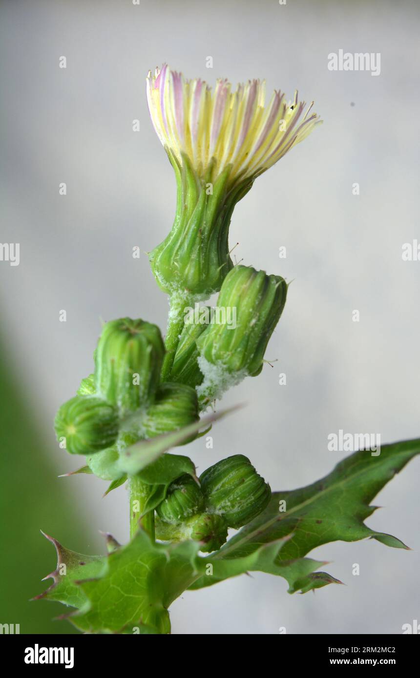 Asper grass hi-res stock photography and images - Alamy