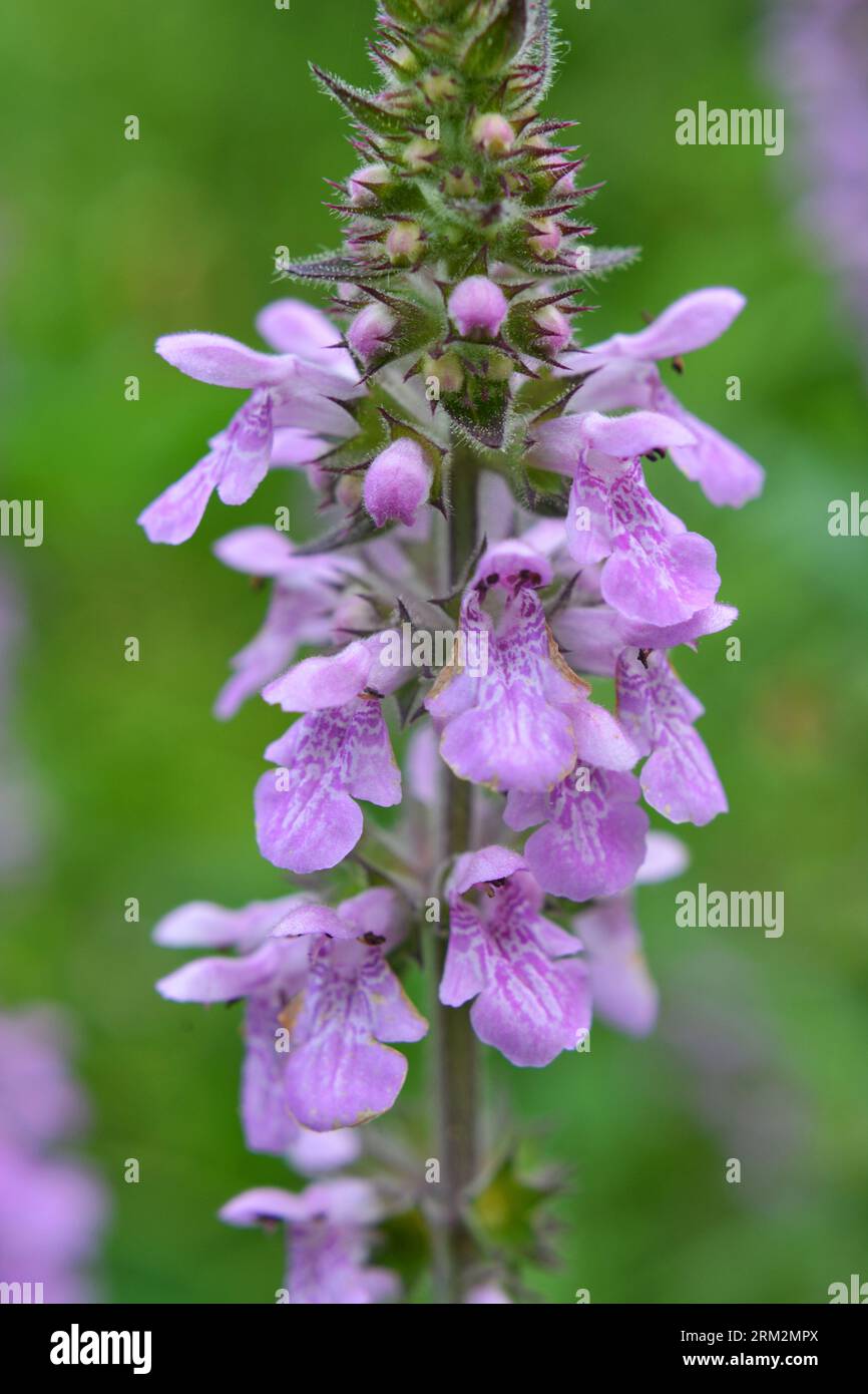 Stachys palustris grows among grasses in the wild Stock Photo - Alamy