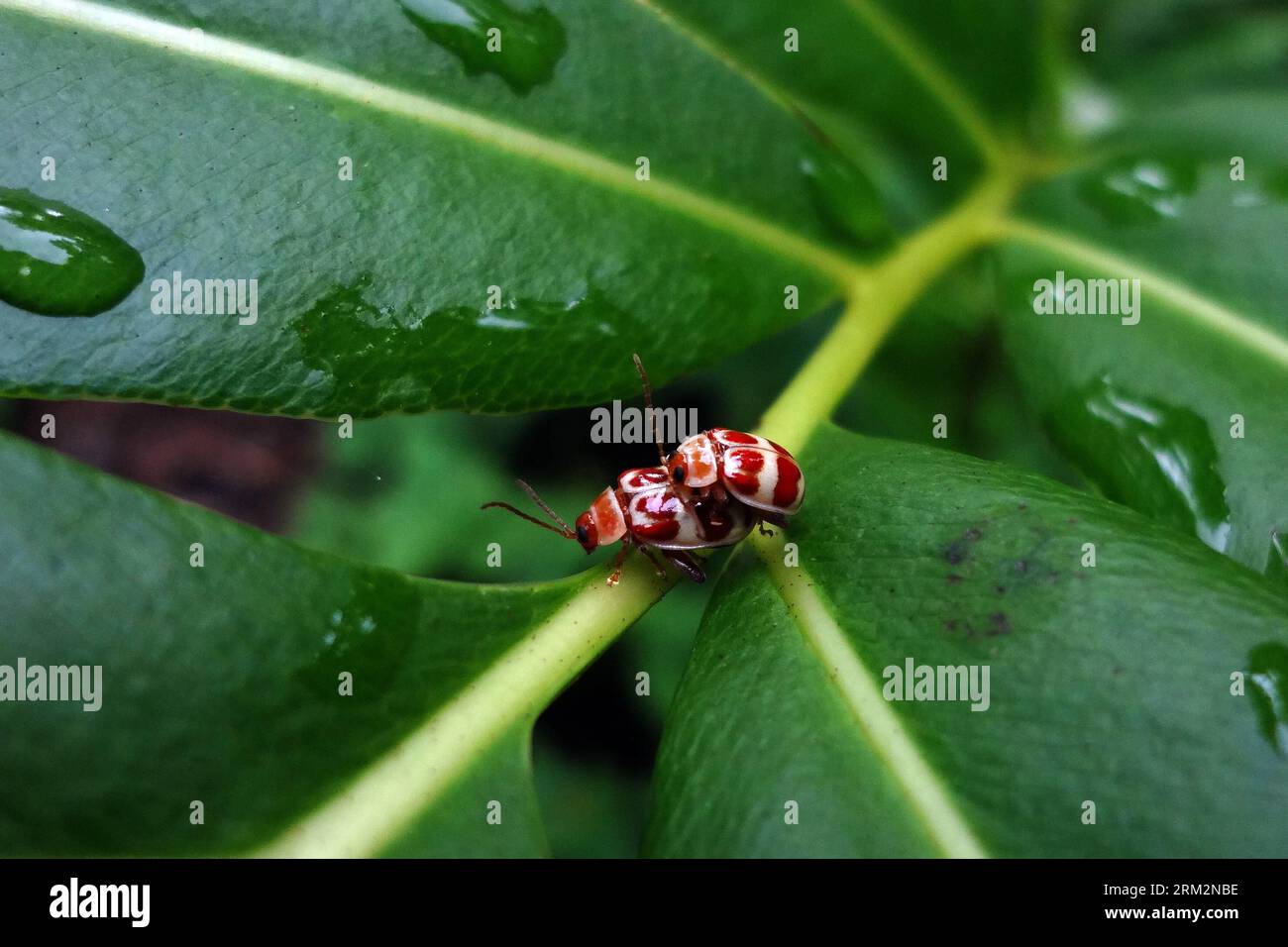 Insekten serie hi-res stock photography and images - Alamy