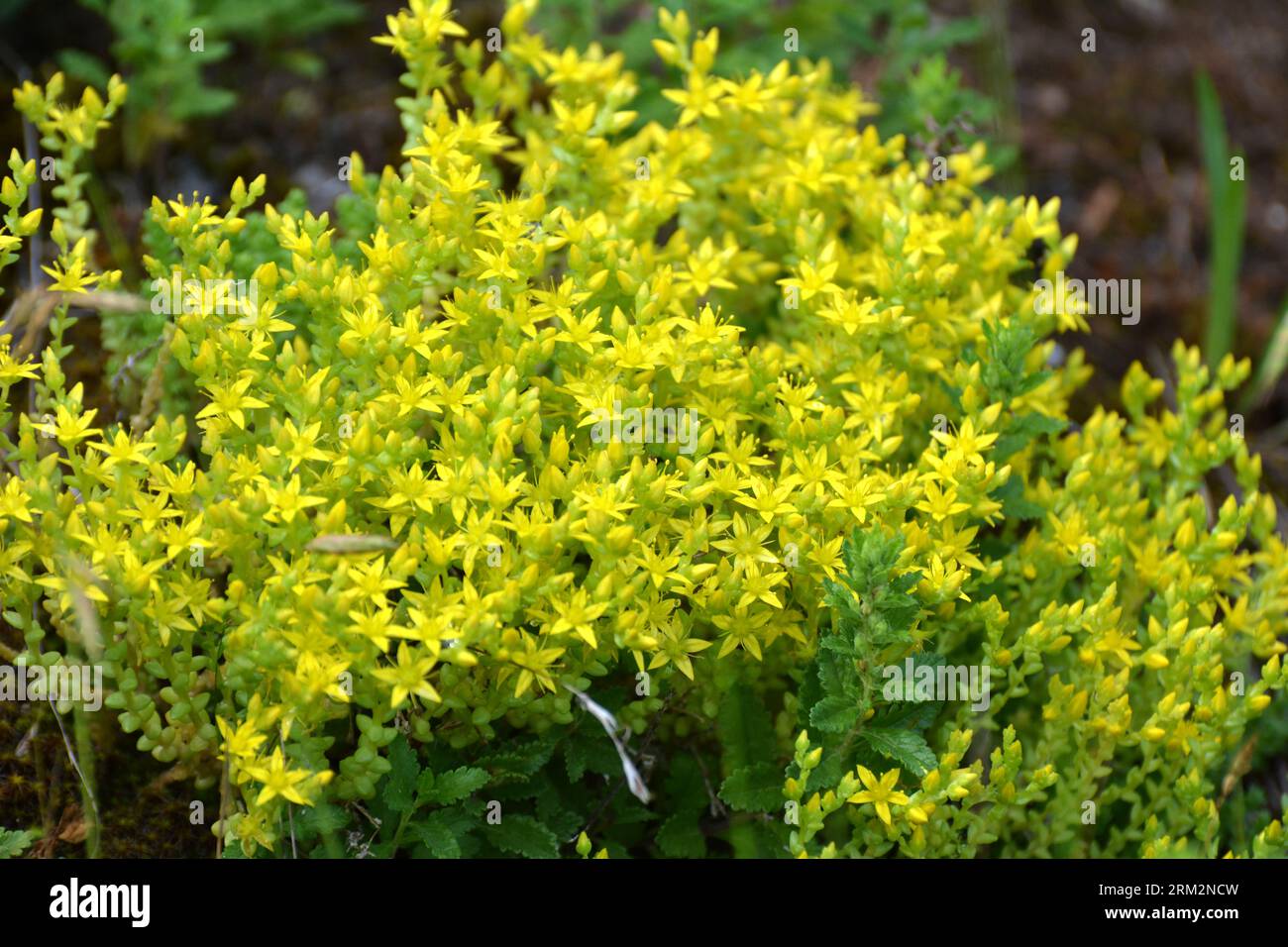 In the wild stonecrop (Sedum acre) grows on rocky soils Stock Photo - Alamy