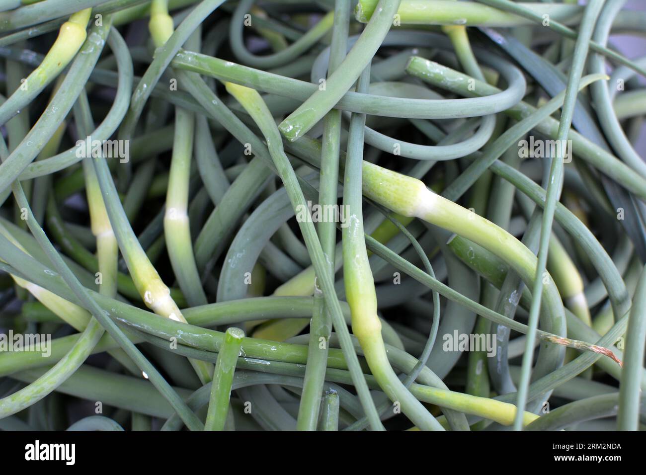 In the pile are young harvested garlic arrows Stock Photo - Alamy