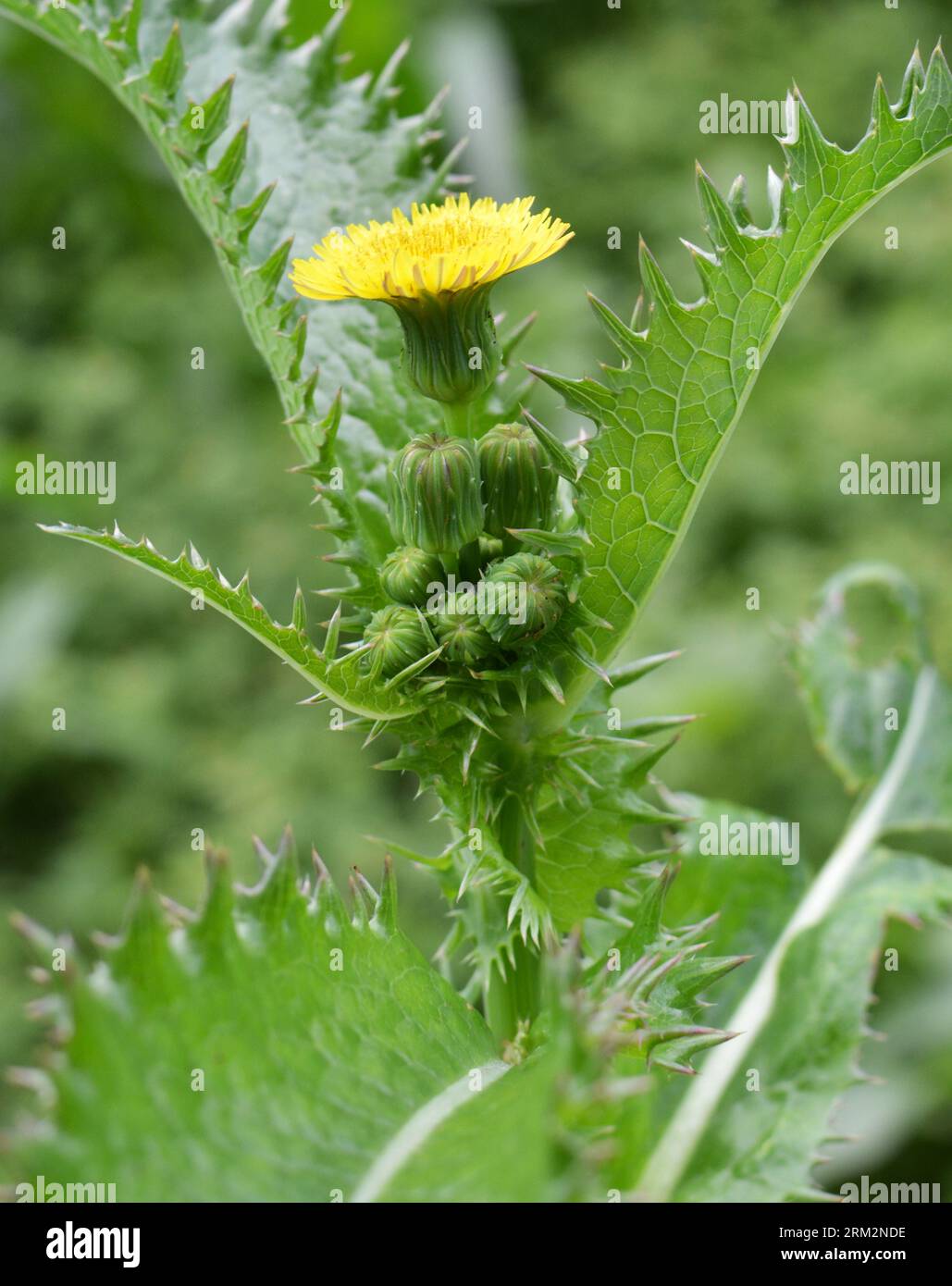 Yellow thistle (Sonchus asper) grows in the wild Stock Photo - Alamy
