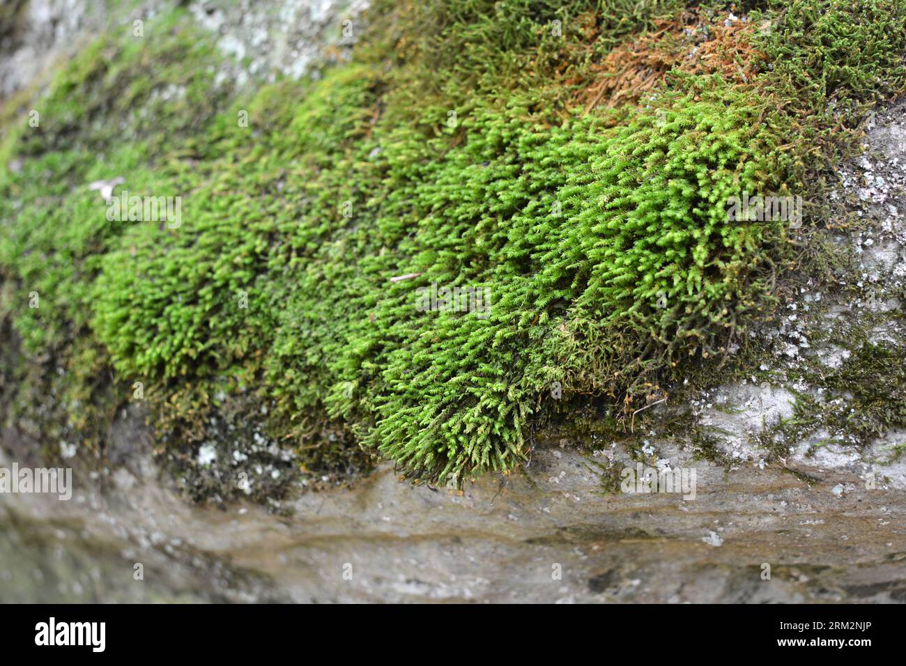 Long leaved tail moss hi-res stock photography and images - Alamy