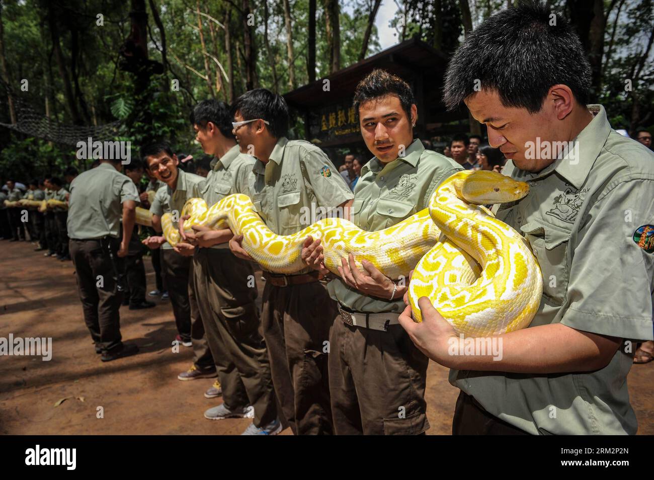 Albino burmese pythons hi-res stock photography and images - Alamy