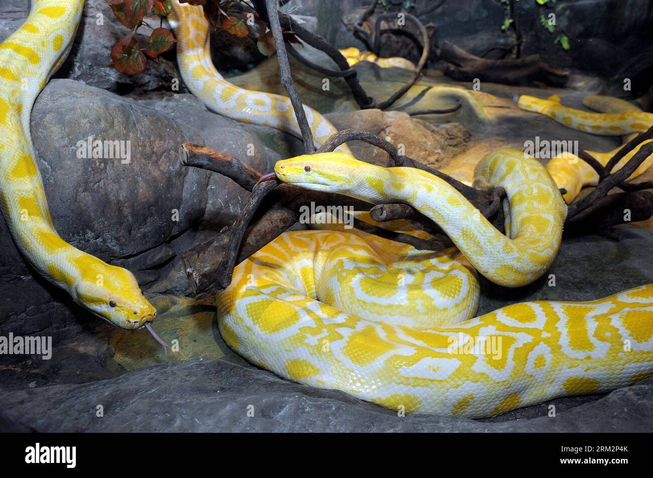 Albino schlange hi-res stock photography and images - Alamy
