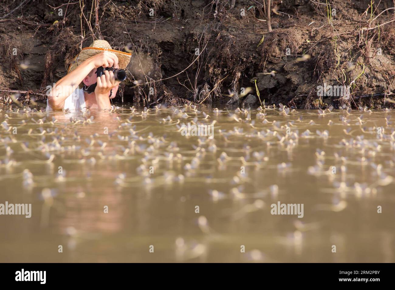 Mayfly larvae hi-res stock photography and images - Alamy