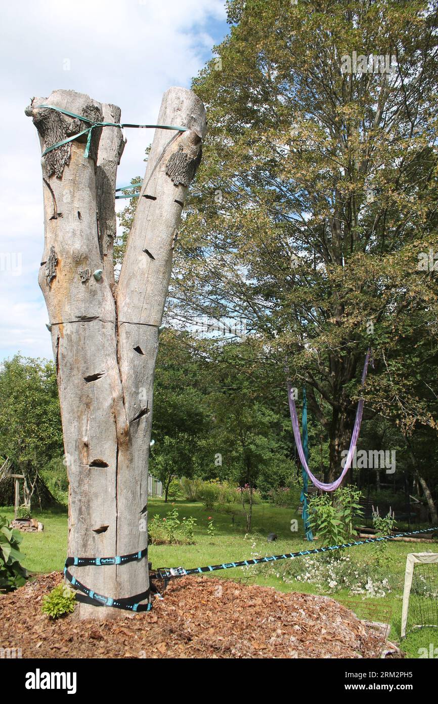 Backyard gym with climbing tree, silks, and rings Stock Photo - Alamy