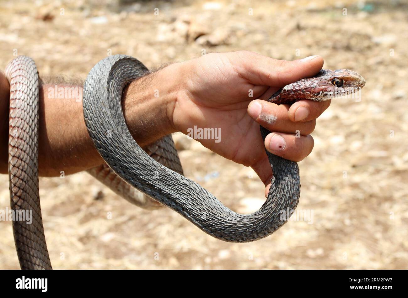 Palestinian viper hi-res stock photography and images - Alamy