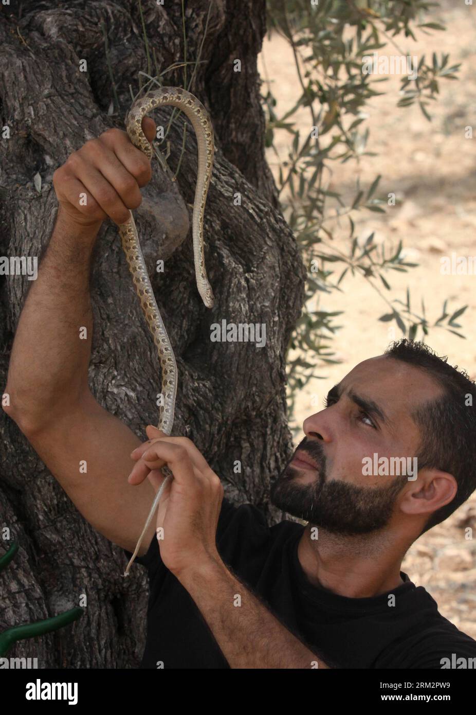 Palestinian snakes hi-res stock photography and images - Alamy