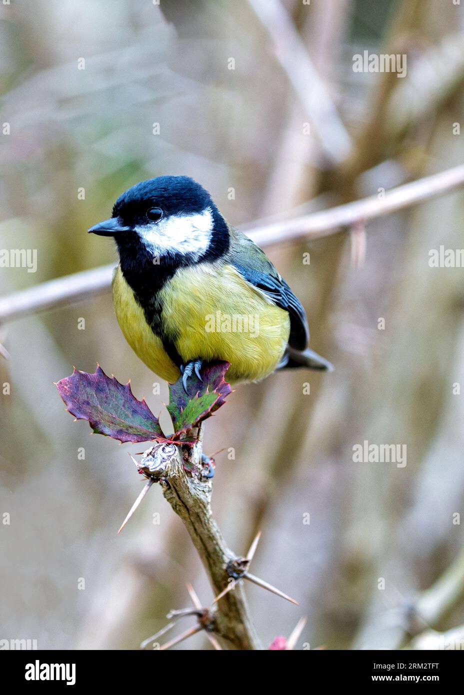 A vibrant Great Tit (Parus major) captured in the lush Botanic Gardens ...