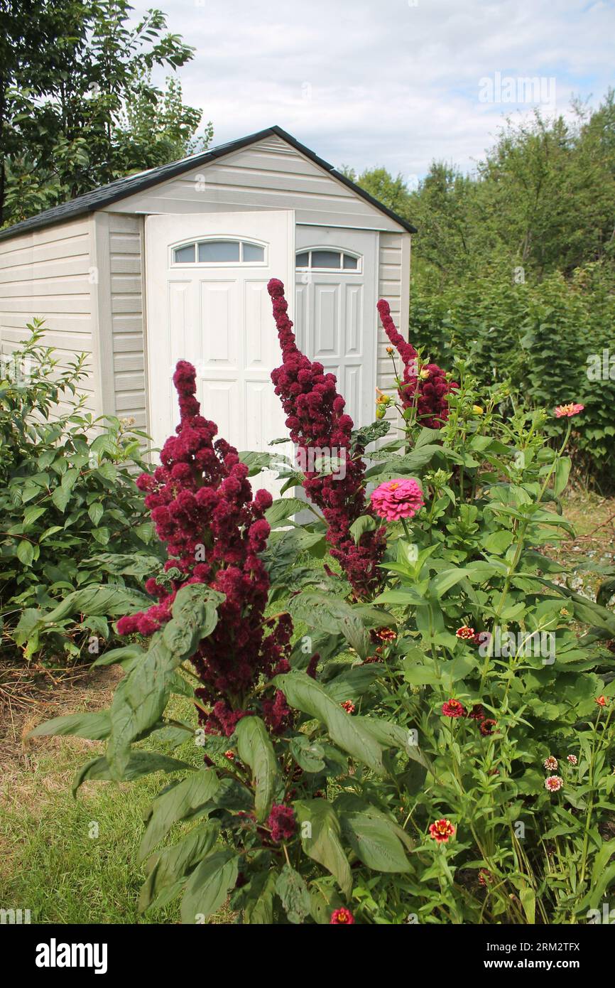 Elephant head amaranth hi-res stock photography and images - Alamy