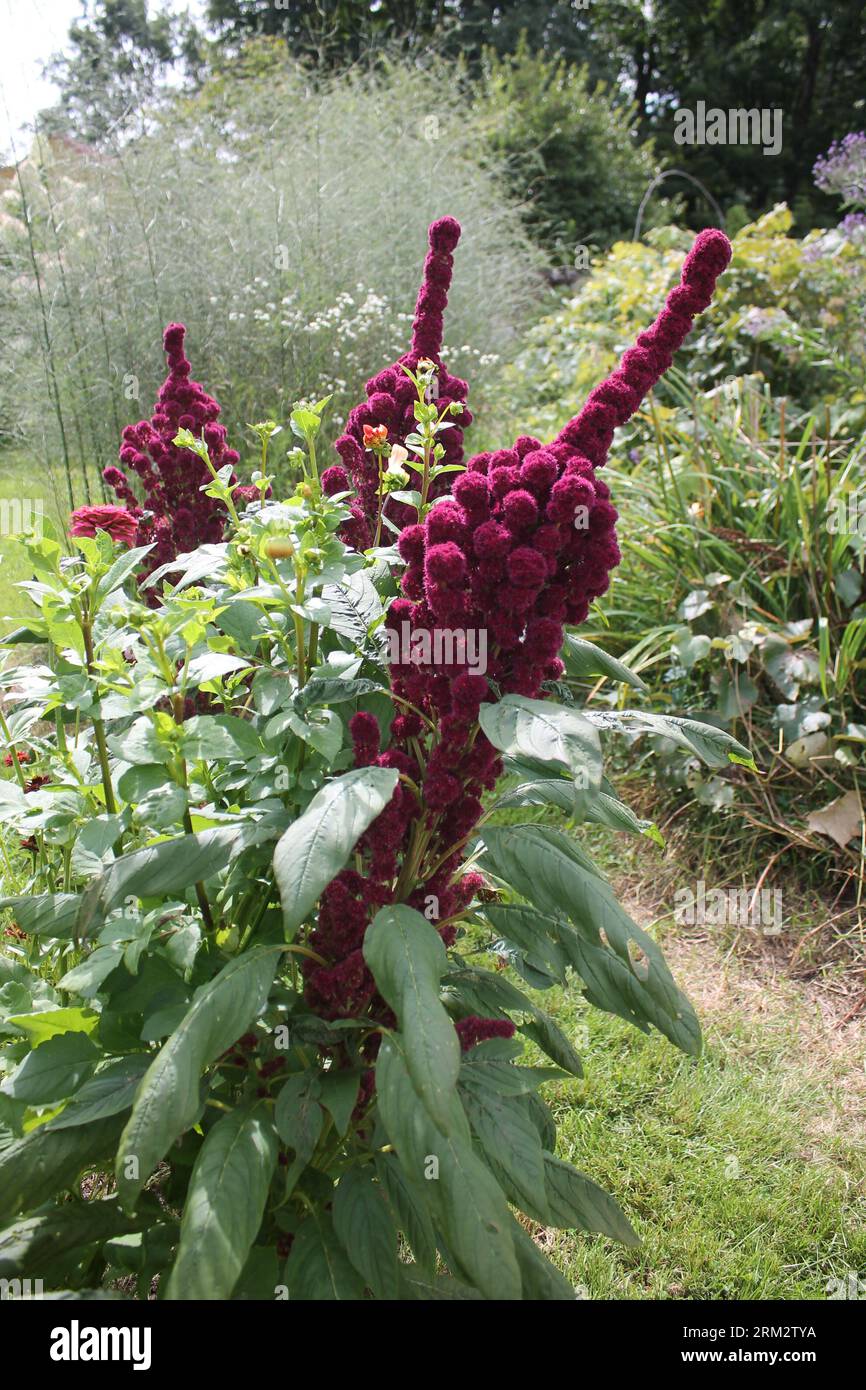 Elephant Head Amaranth