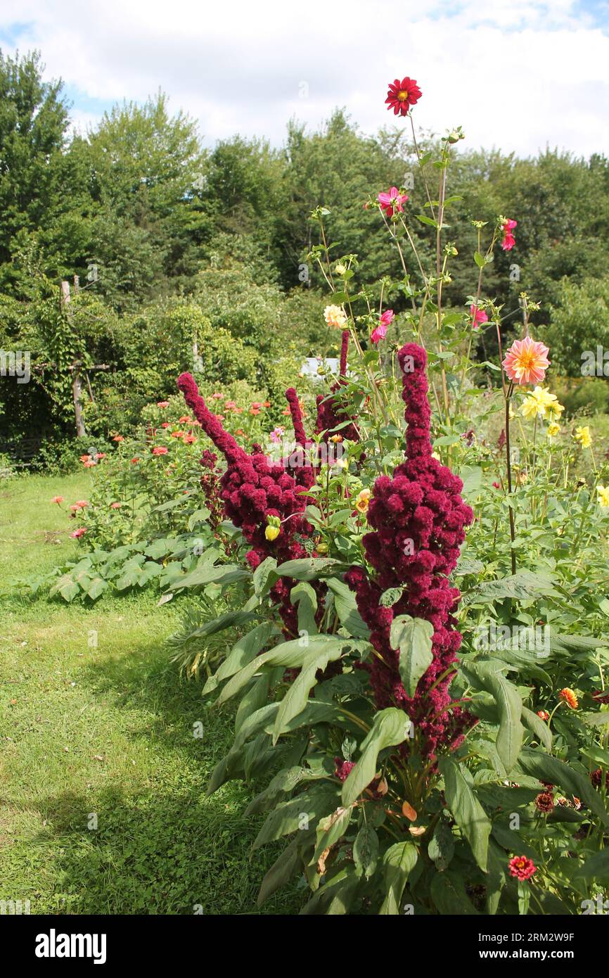 Elephant Head Amaranth