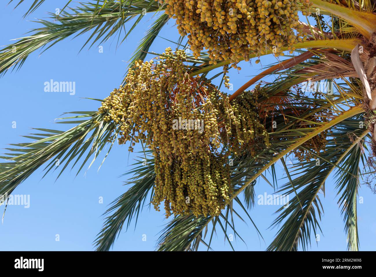 Hanging palm fruits hi-res stock photography and images - Alamy