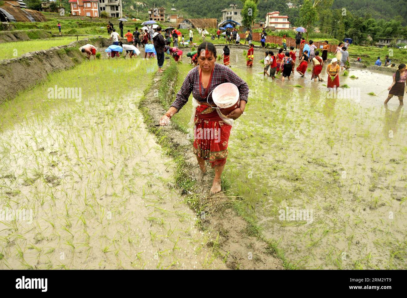 Annual rice planting season hi-res stock photography and images - Alamy