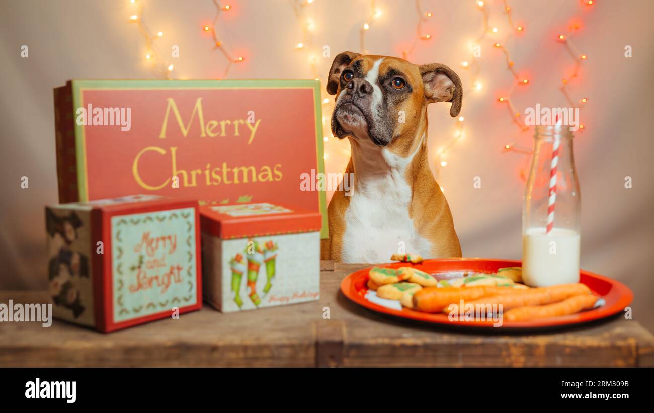 Christmas eve boxer hi-res stock photography and images - Alamy