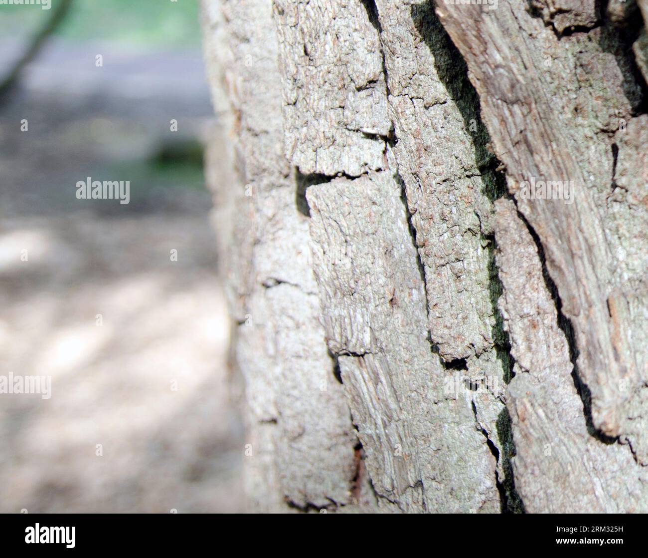 Grey tree bark in focus, ecological problems conceptual background ...