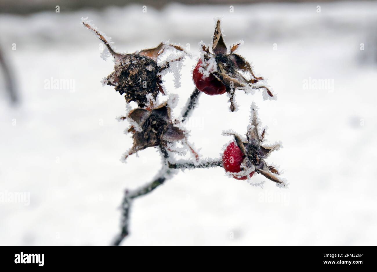 Frozen briar berries covered with snow Stock Photo - Alamy