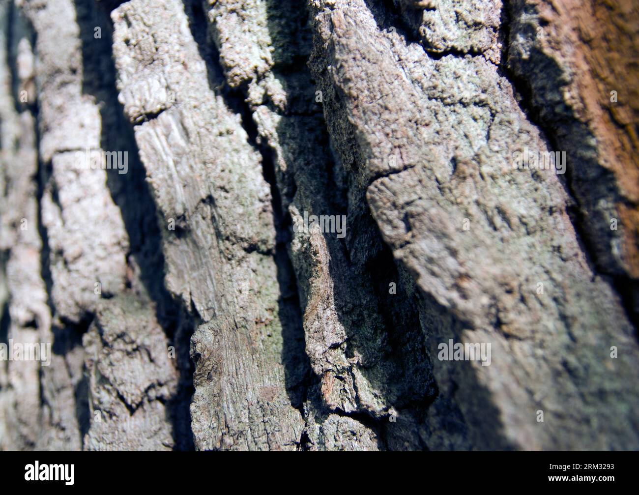 Old oak tree bark texture, closeup view Stock Photo - Alamy