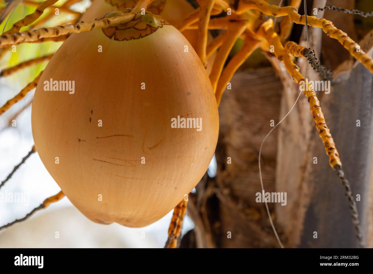Yellow cocnut grows on a palm tree, close up photo Stock Photo - Alamy