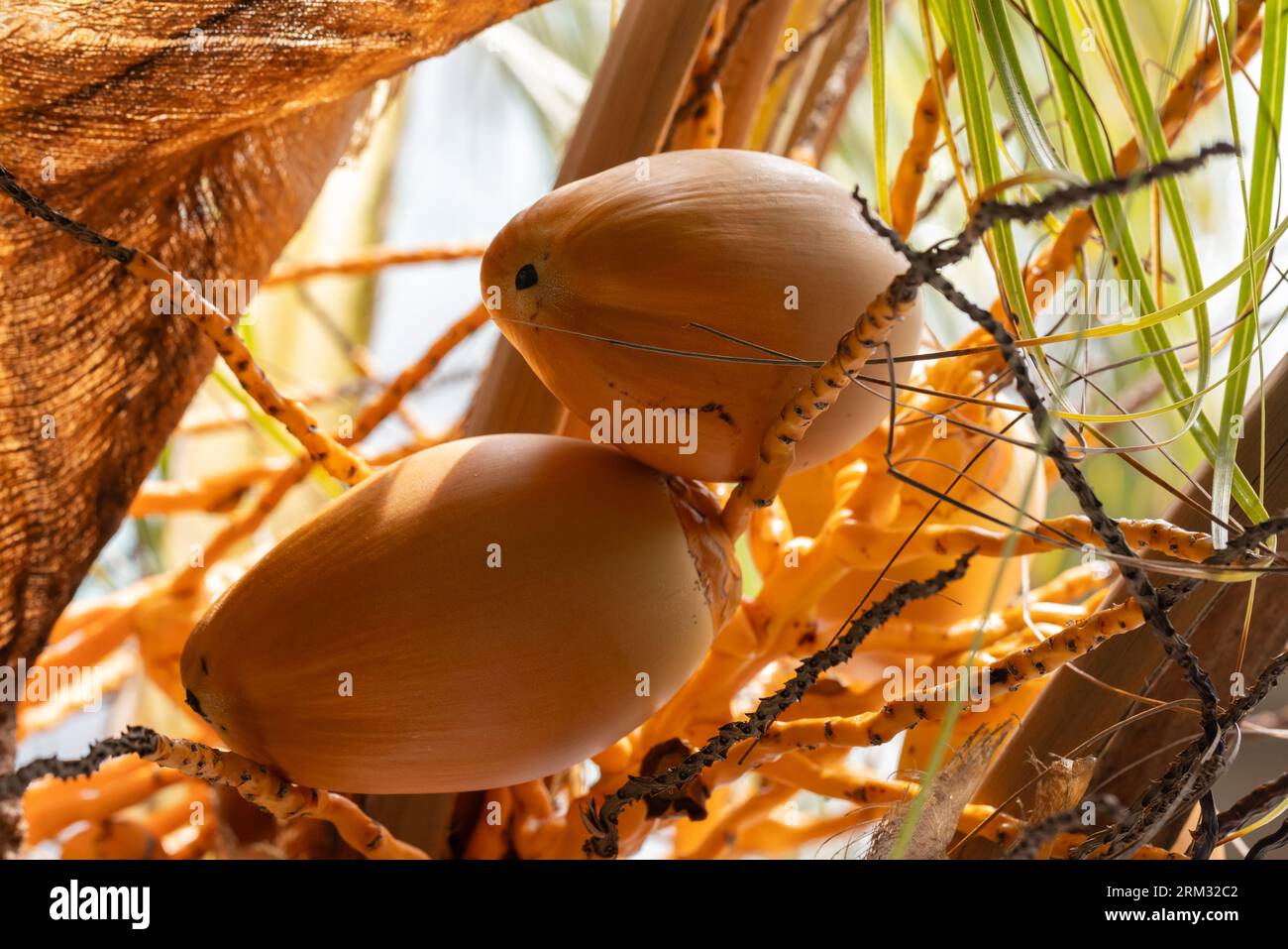 Yellow coconut tree hi-res stock photography and images - Alamy