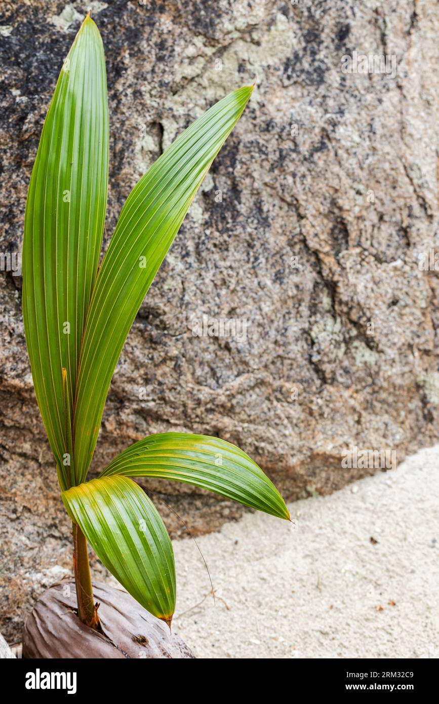 Coconut palm shoot grows from a nut lying on the ground Stock Photo - Alamy