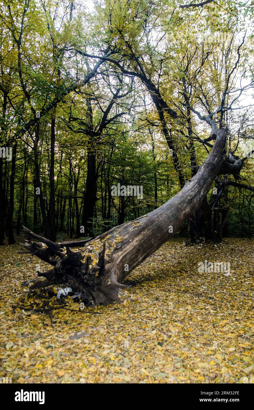 A huge tree damaged by a hurricane Stock Photo - Alamy