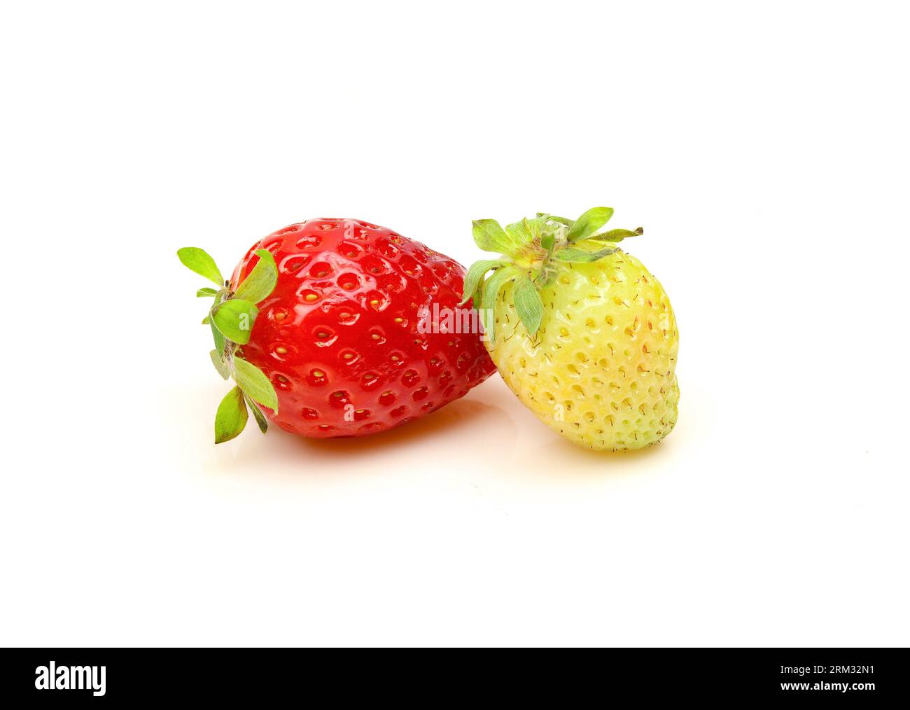 Green and red strawberry duo. Ripe and unripe fruit isolated on white ...