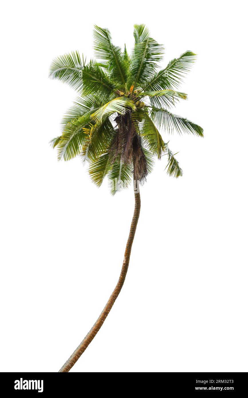 Coconut palm tree isolated on white background, vertical photo of Cocos ...